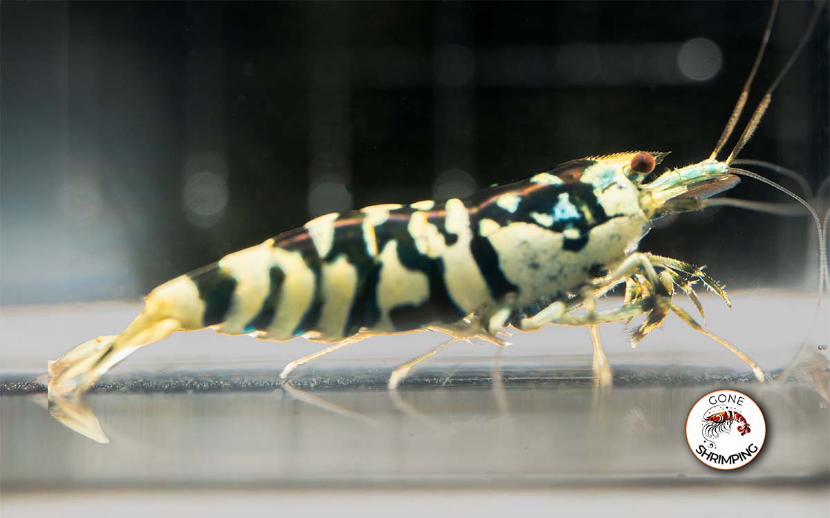 Pure Black Line Shrimp - Gone Shrimping